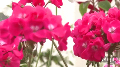 Horticulture GIFs - Get the best GIF on GIPHY