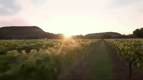 Texas-student-television GIFs - Get the best GIF on GIPHY