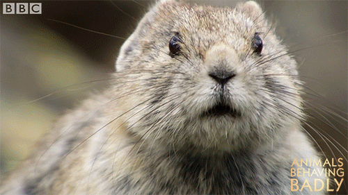 Screaming Animals Gif