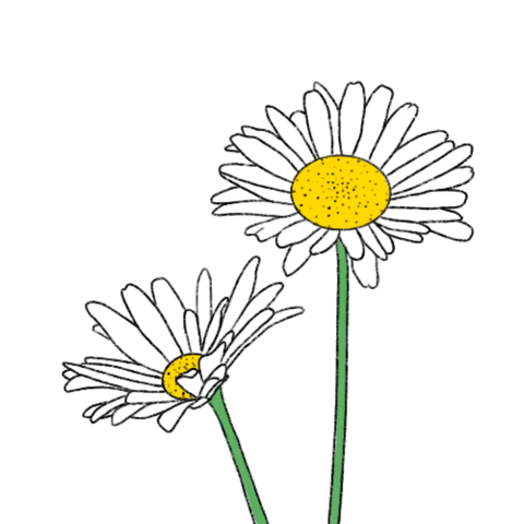 Daisies Sticker by ODEN for iOS & Android | GIPHY