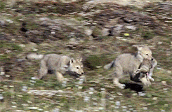 Arctic-wolf-pups GIFs - Get the best GIF on GIPHY