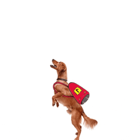 Dog Flying GIFs - Get the best GIF on GIPHY