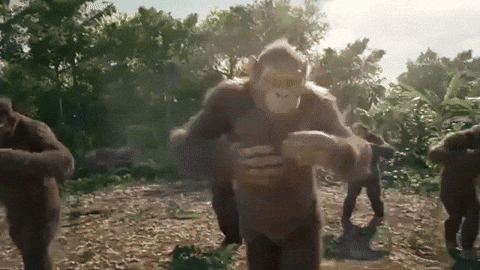 Dancing Chimp Gif