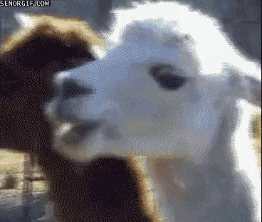 Alpaca GIFs - Find & Share on GIPHY
