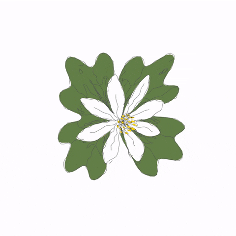 Flower Animation Smile GIFs - Get the best GIF on GIPHY