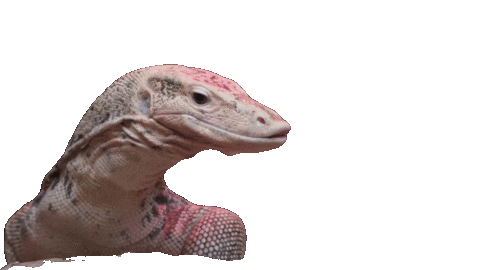 Reptile Royalty GIFs on GIPHY - Be Animated