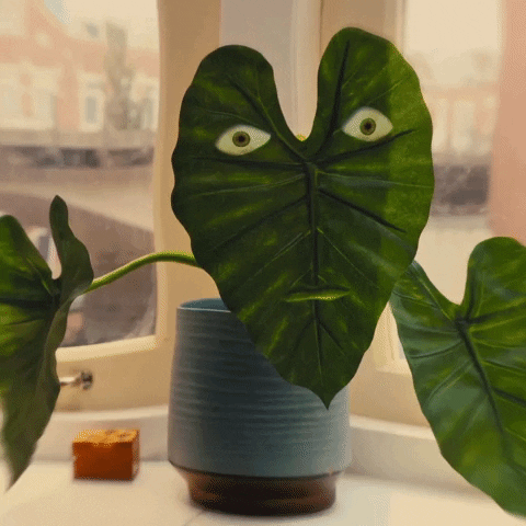 Plant GIF by VPRO - Find & Share on GIPHY