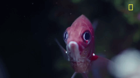 Hostile Planet: Oceans by National Geographic TV | GIPHY