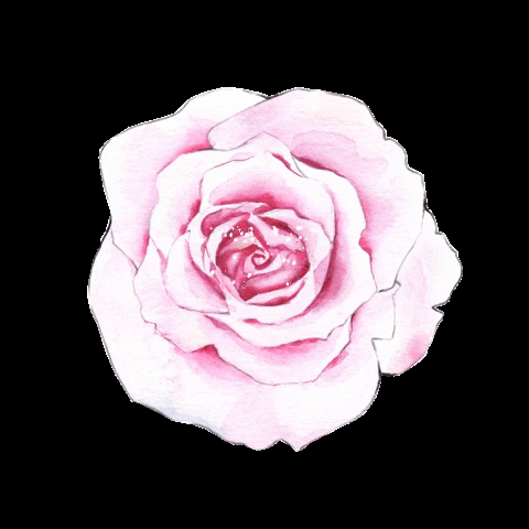 Love Rose GIFs - Get the best GIF on GIPHY