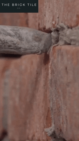 The Brick Tile Company GIF - Find & Share on GIPHY