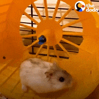 Mouse Running Wheel Gif