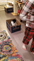 Kids-fun-way-of-transporting-cats-around-the-house GIFs - Get the best ...