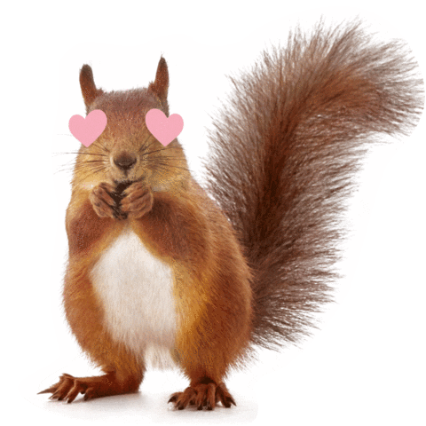 Peanut Butter Squirrel Sticker by Pip & Nut for iOS & Android | GIPHY