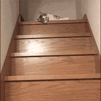 Slinky Stairs Gif