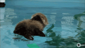 Sea Otter GIFs - Find & Share on GIPHY