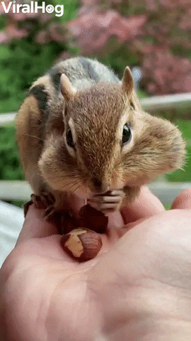 Surprised Chipmunk Gif