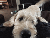 Puppy Dog Eyes Gif