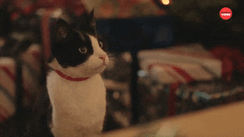 Christmas Cat GIFs - Find & Share on GIPHY