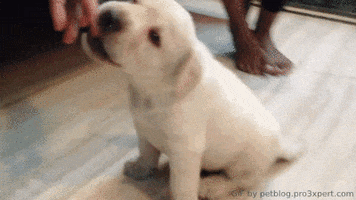 Labrador GIFs - Find & Share on GIPHY