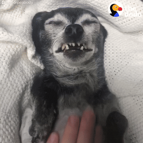 Ugly Dog GIFs - Get the best GIF on GIPHY