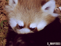 Red Panda Scared Gif