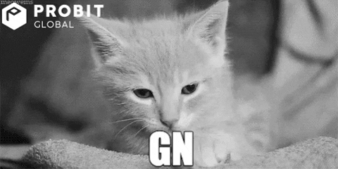 Begging Cat Gif