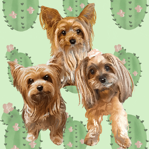Yorkies-dancing GIFs - Get the best GIF on GIPHY