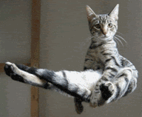 Hover Cat Gif
