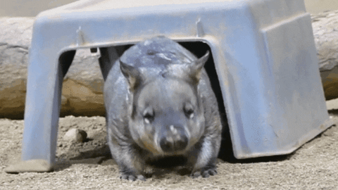Marsupials GIFs on GIPHY - Be Animated
