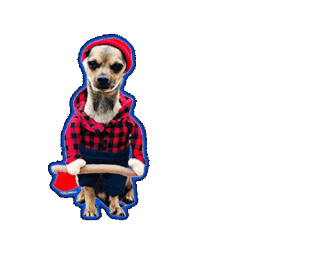 Jessimae Peluso GIFs - Find & Share on GIPHY