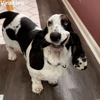 Basset Hound Animated Gif