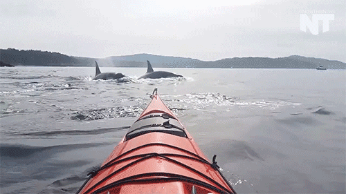 Orca Whales GIFs - Get the best GIF on GIPHY
