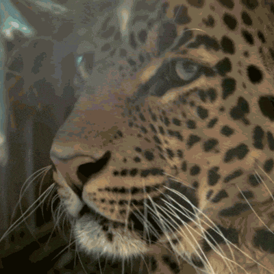 Furry Crying Likulau Nekojishi Clouded Leopard GIFs - Get the best GIF ...