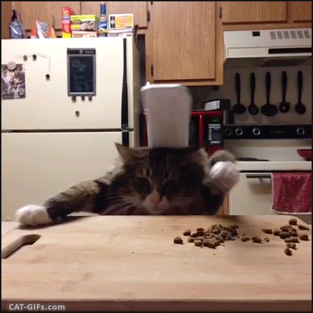 Cat Cooking GIFs - Get the best GIF on GIPHY