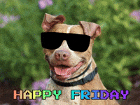 Cool Dog With Sunglasses Meme