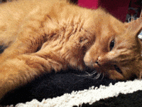 Sleepy Cat Meme GIFs - Find & Share on GIPHY