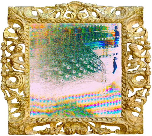 Peacock-religion GIFs - Get the best GIF on GIPHY