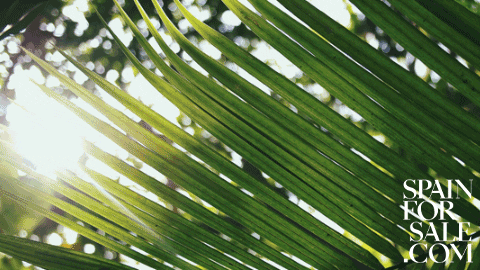 Como Estas Meme GIFs - Get the best GIF on GIPHY