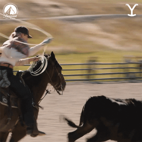 Come Here Where Are You Going GIF by Yellowstone - Find & Share on GIPHY