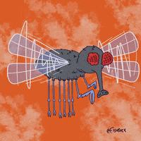 Fly Bug Animated Gif