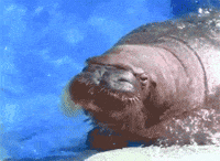 Funny Walrus Gif