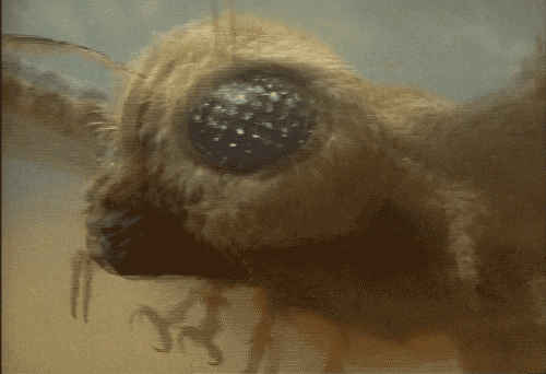 Godzilla-vs-mothra GIFs - Get the best GIF on GIPHY