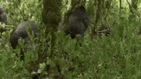 Gorilla Beating Chest Gif