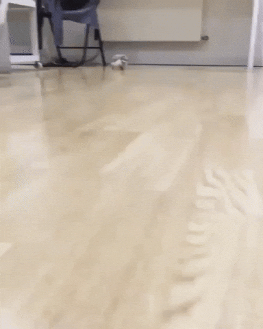 Cute Attack GIFs - Get the best GIF on GIPHY