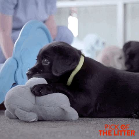 Black Lab Puppy GIF by Signature Entertainment - Find & Share on GIPHY