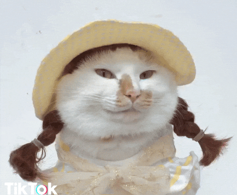 Cat Makeup GIF by TikTok - Find & Share on GIPHY
