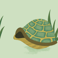 Animated Turtle Gif