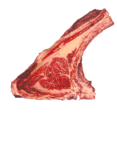 Catala GIFs on GIPHY - Be Animated