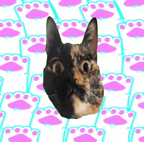 Cat Bounce GIF - Find & Share on GIPHY
