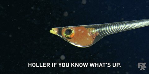 Whats Up Animated Gif